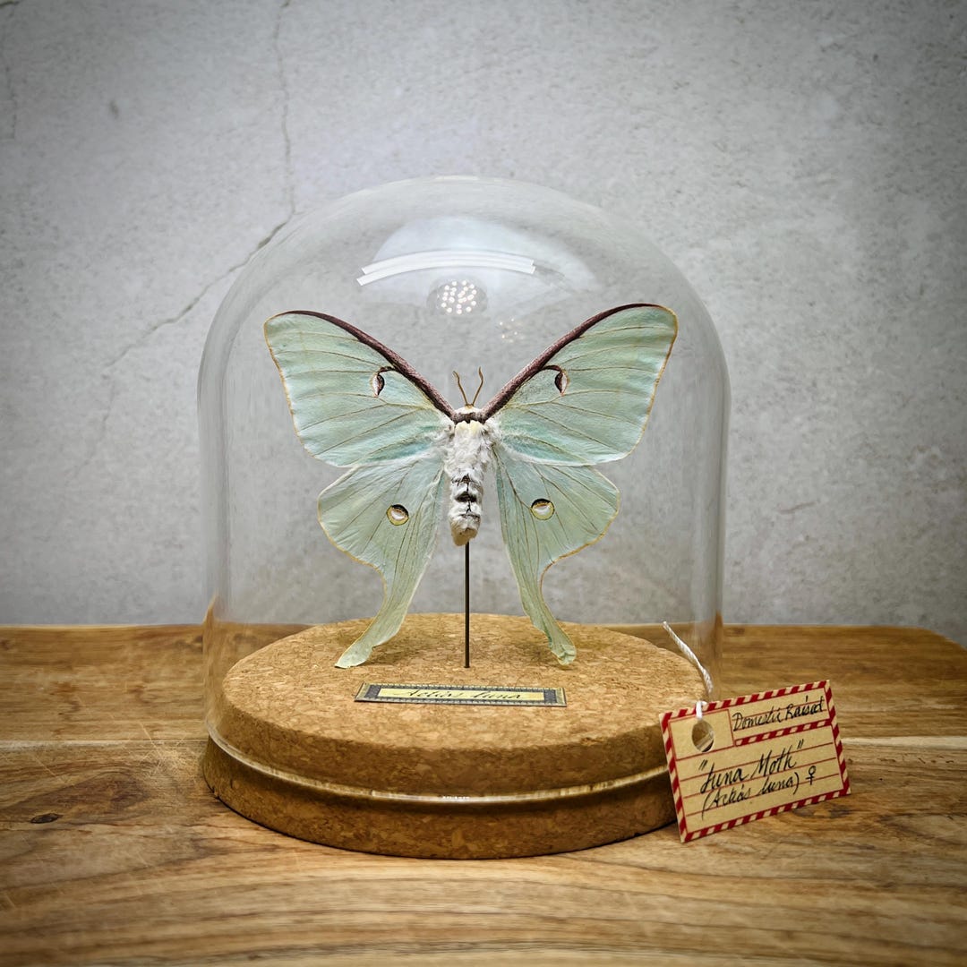 Luna Moth in Dome Display, Female Real Luna Moth Insect Taxidermy ...