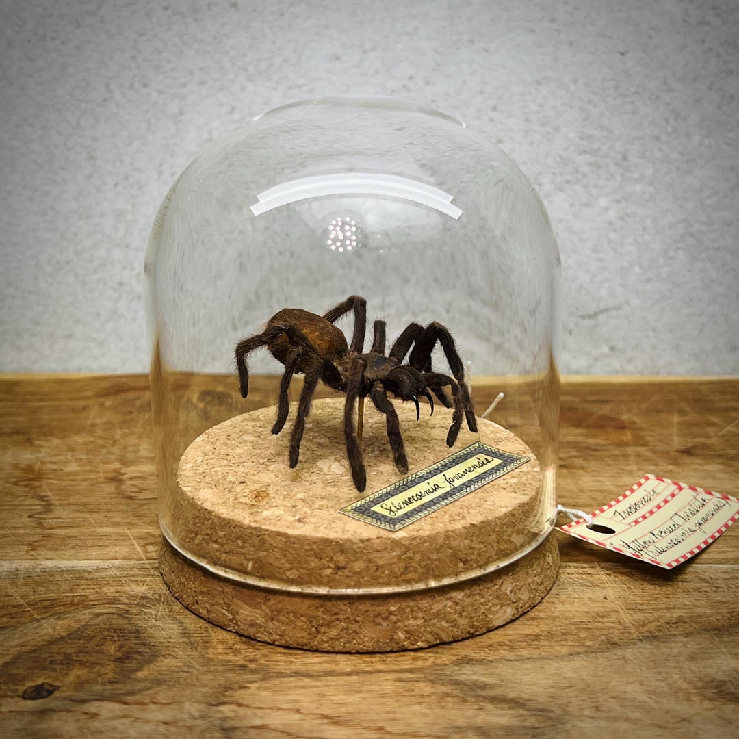 Taxidermy Tarantula Spider, Oddities Home Decor, Weird Gifts for Him ...