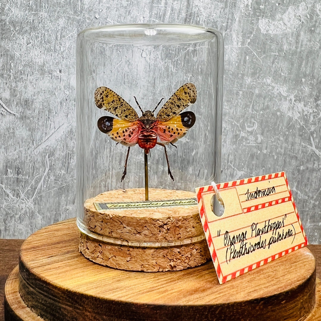 Real Leafhopper Bug Display Unique Insect Display Dome - Etsy