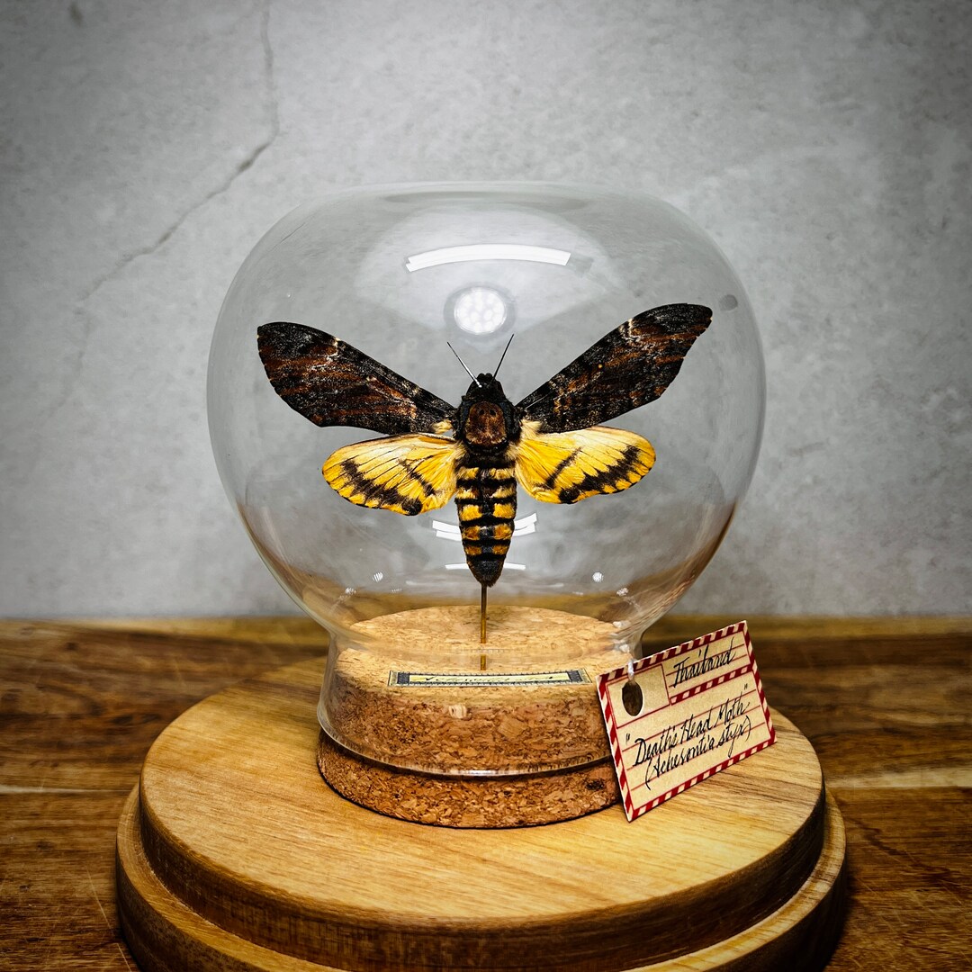 Deathhead Moth Insect Taxidermy Death Moth Display Oddities - Etsy