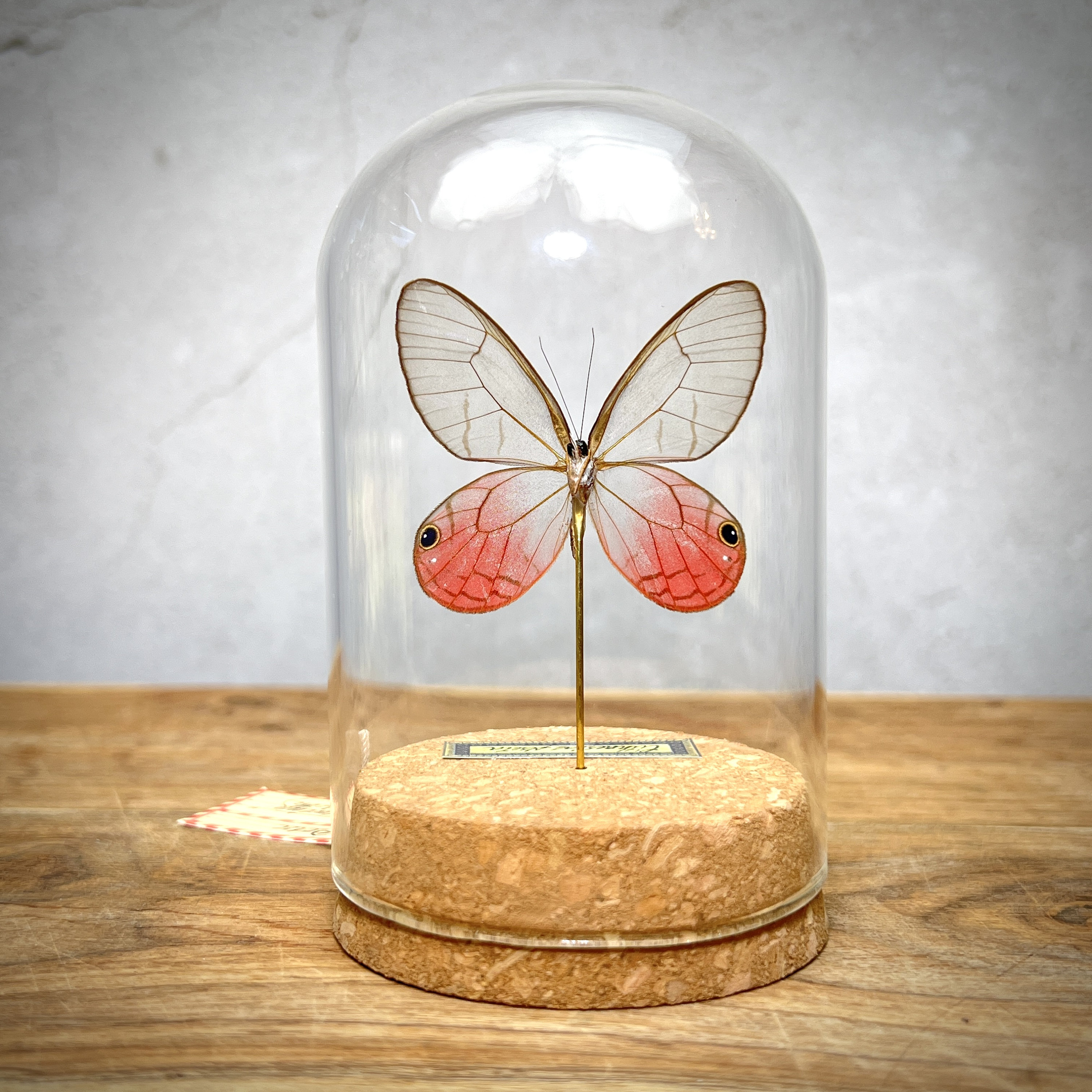 Pink Butterfly Mounted in Glass Dome Real Pink Glasswing - Etsy