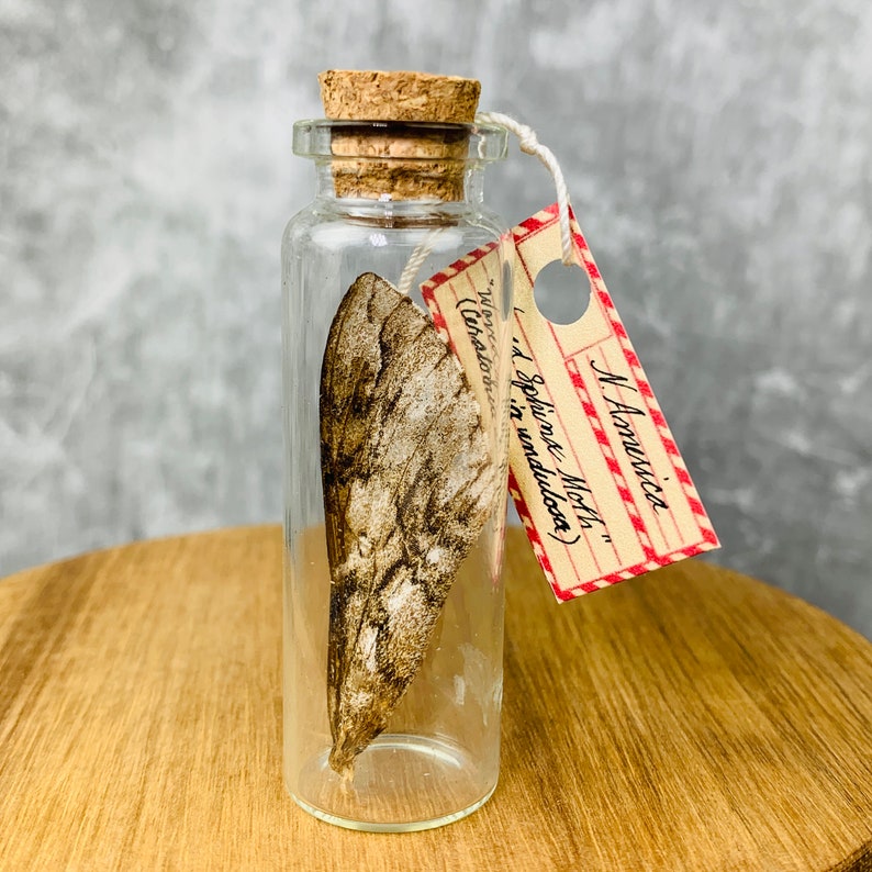 Real Butterfly Wings Real Butterfly Wing Bottles Specimen - Etsy