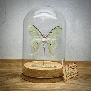 Female Luna Moth in Dome Display, Lunamoth Insect Taxidermy Specimen ...