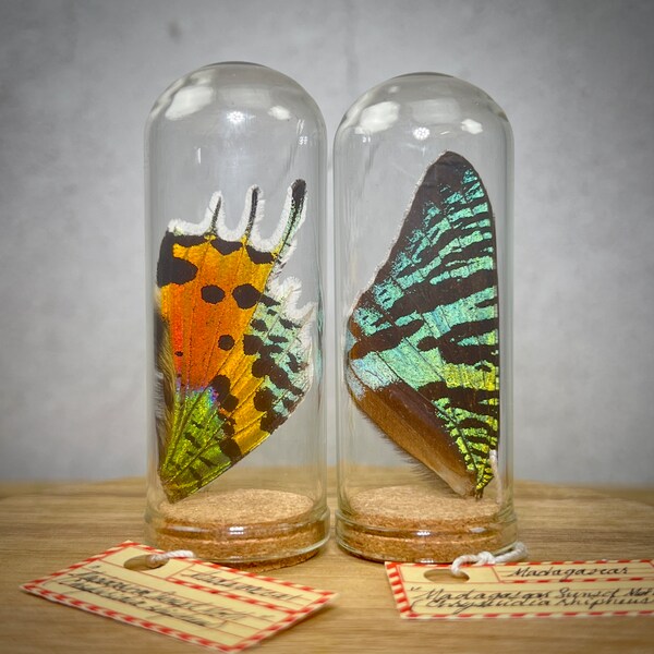 Specimen Jars - Etsy