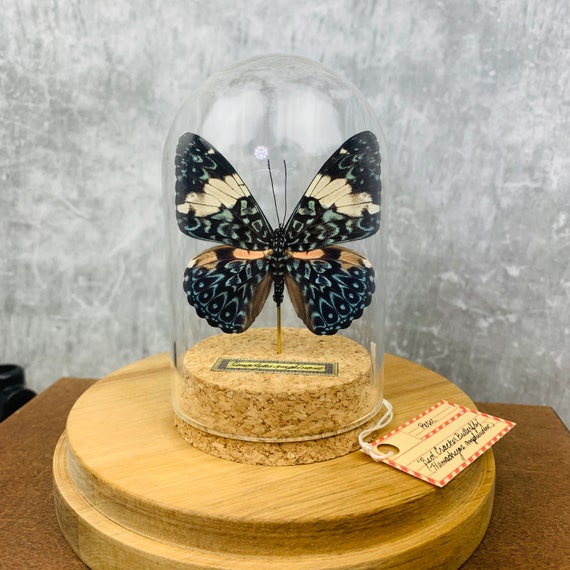 Butterfly in Glass Dome Display Real Butterfly Art Taxidermy - Etsy