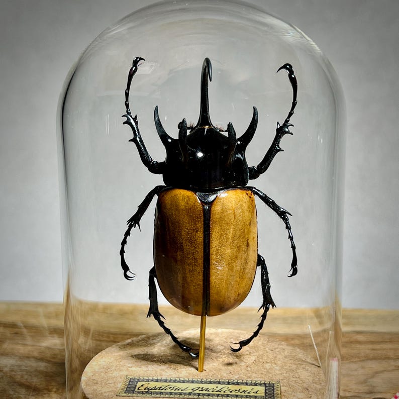 Taxidermy Rhinoceros Beetle Insect Dome, Taxidermied Preserved Bug ...