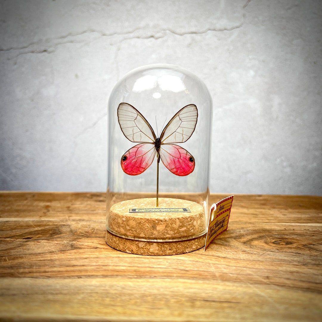 Pink Butterfly Mounted in Glass Dome Real Pink Glasswing - Etsy