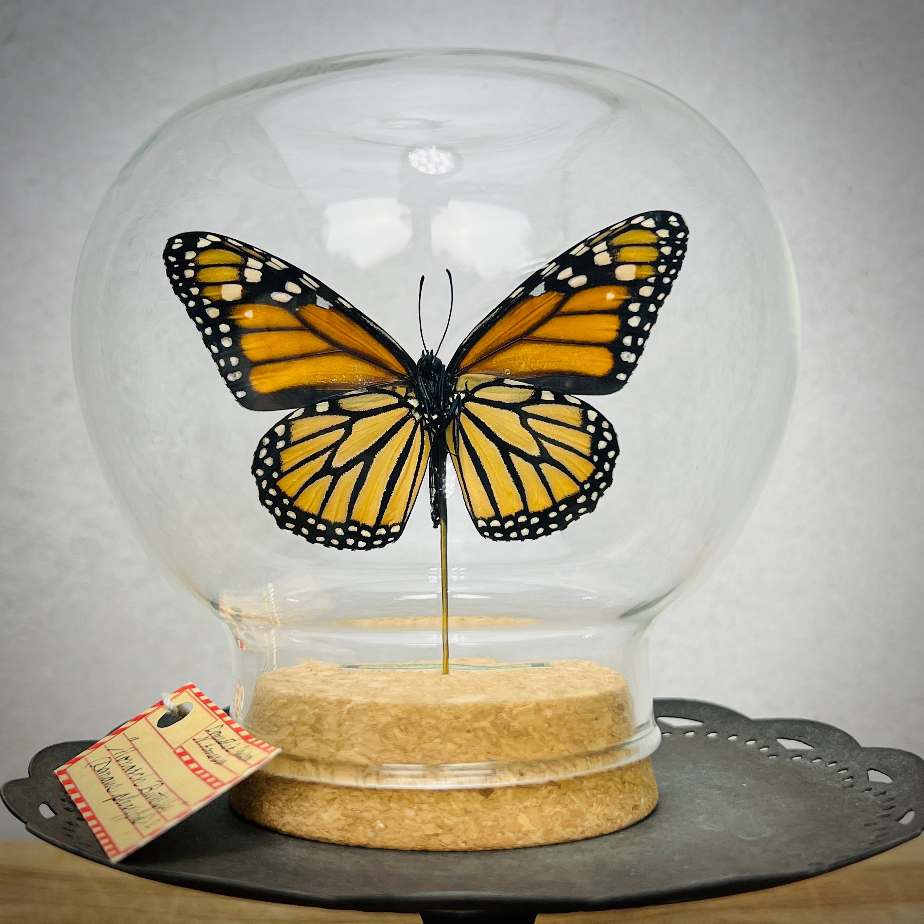 Monarch Butterfly in Glass Dome Real Butterfly Taxidermy - Etsy