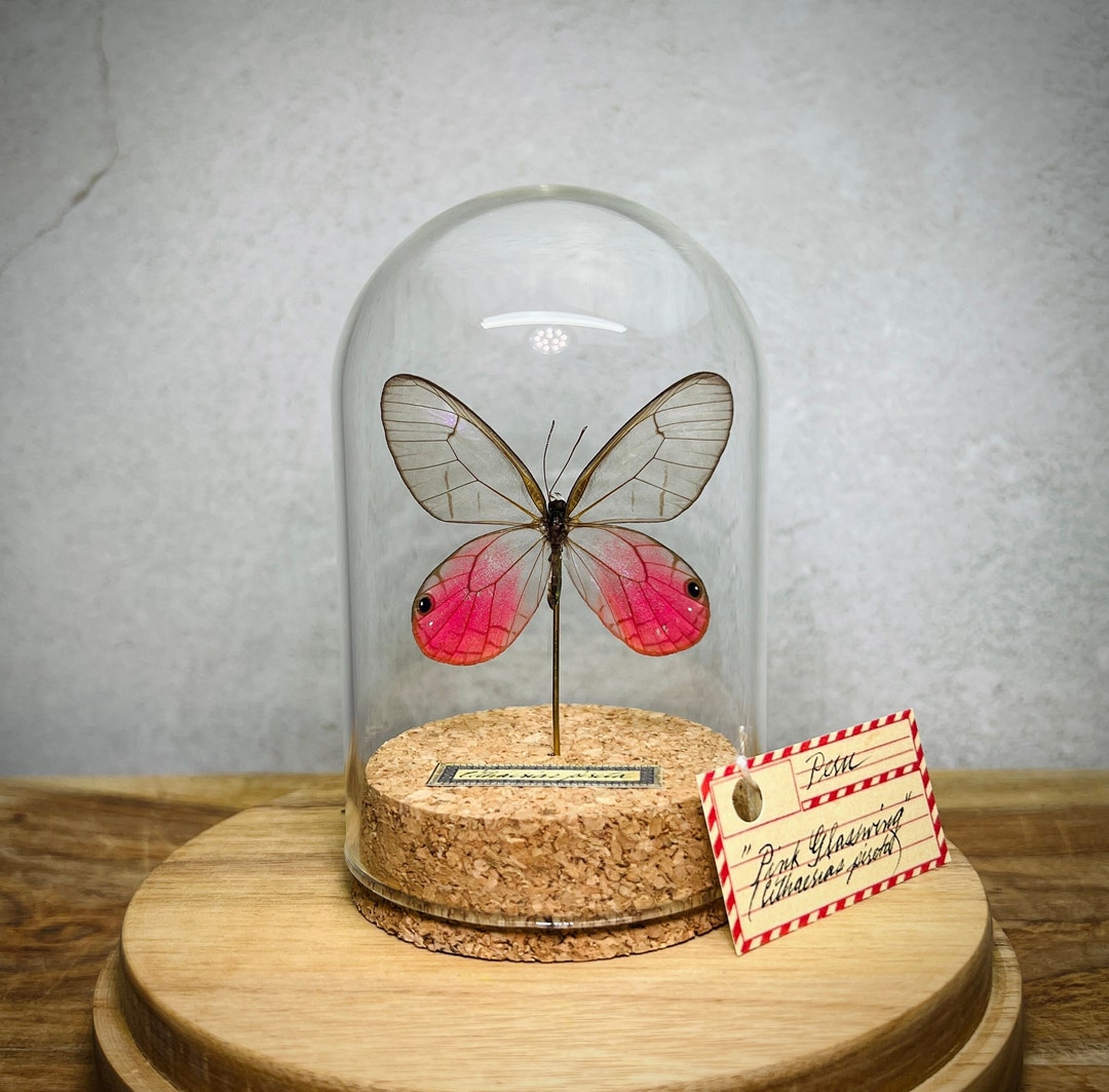 Pink Butterfly Mounted in Glass Dome, Real Pink Glasswing Butterfly ...