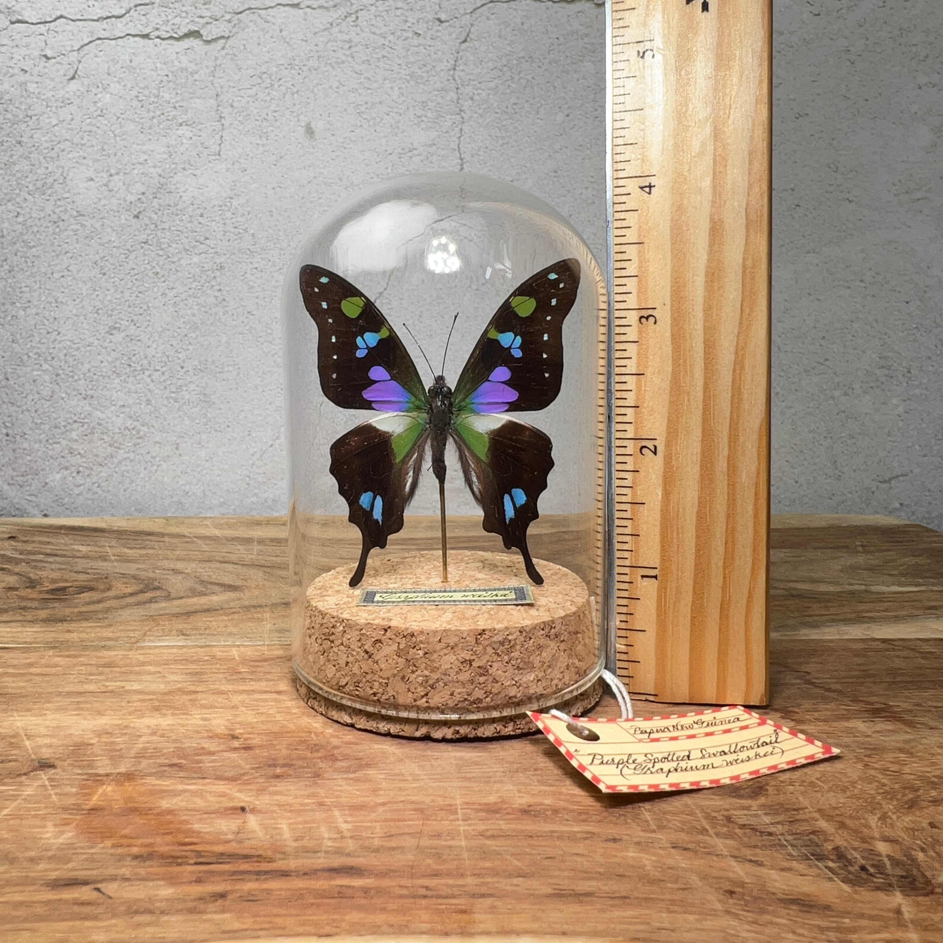 Real Purple Butterfly Images