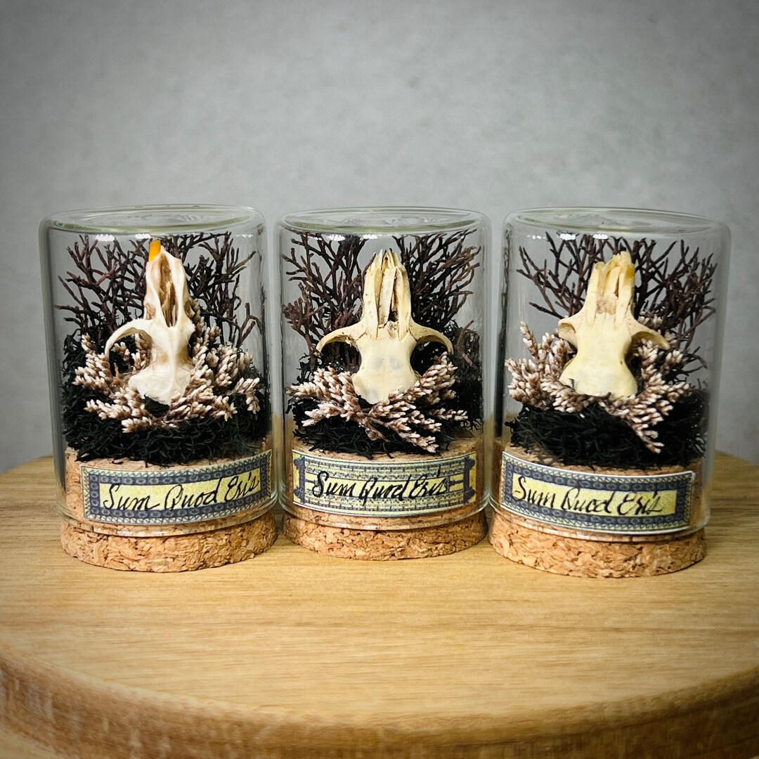 Real Skull Terrarium Oddity Jar, Real Animal Bones Goth Home Decor ...