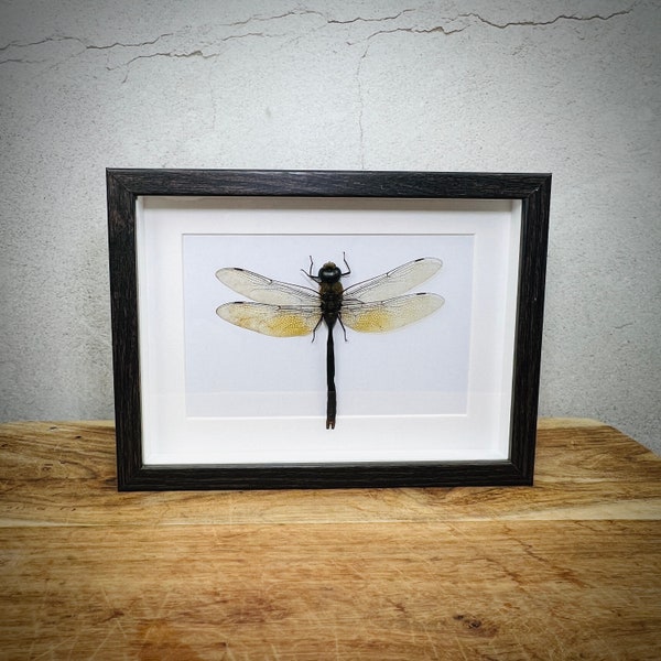 Shadow Box Dragonfly - Etsy
