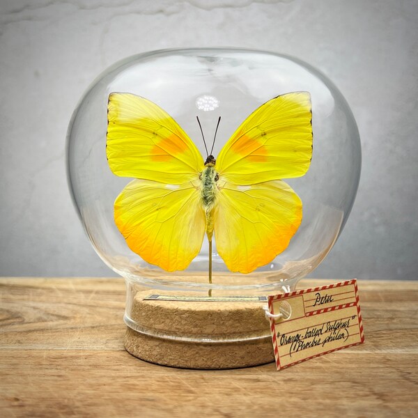 Glass Dome Display - Etsy