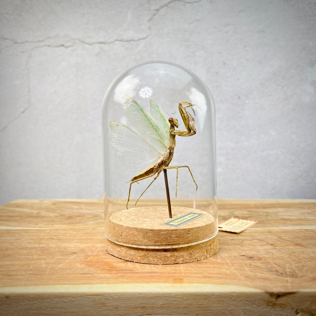 Praying Mantis in Glass Dome Display Real Insect Taxidermy - Etsy