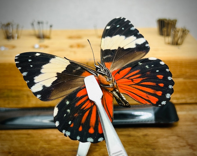 Forceps Tweezers and Pins for Butterfly and Insect Taxidermy Supplies ...
