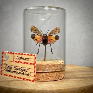Real Leafhopper Bug Display Unique Insect Specimen for Entomology ...