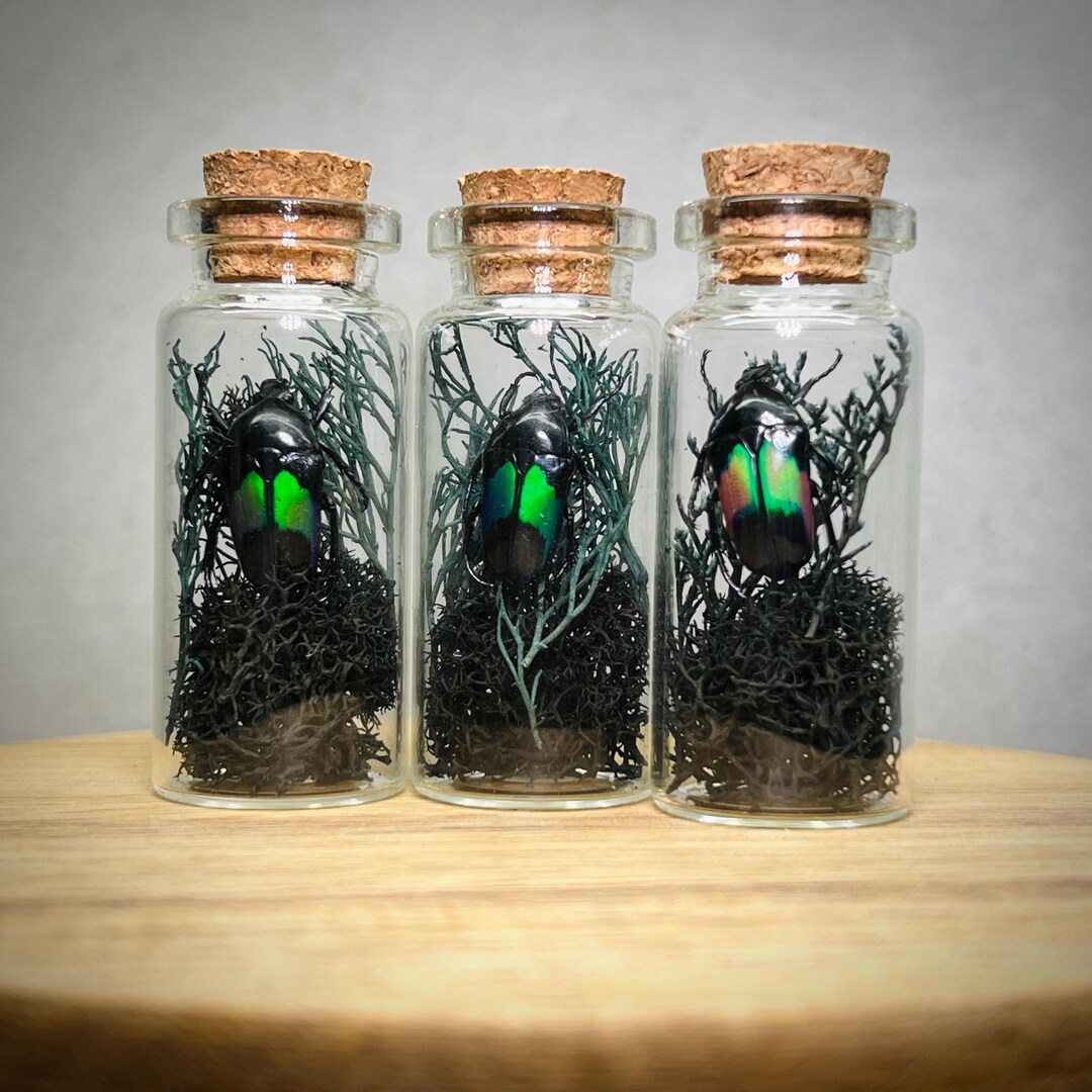 Insect Taxidermy Specimen - Real Beetle Oddity Jar, Unique Gift for ...