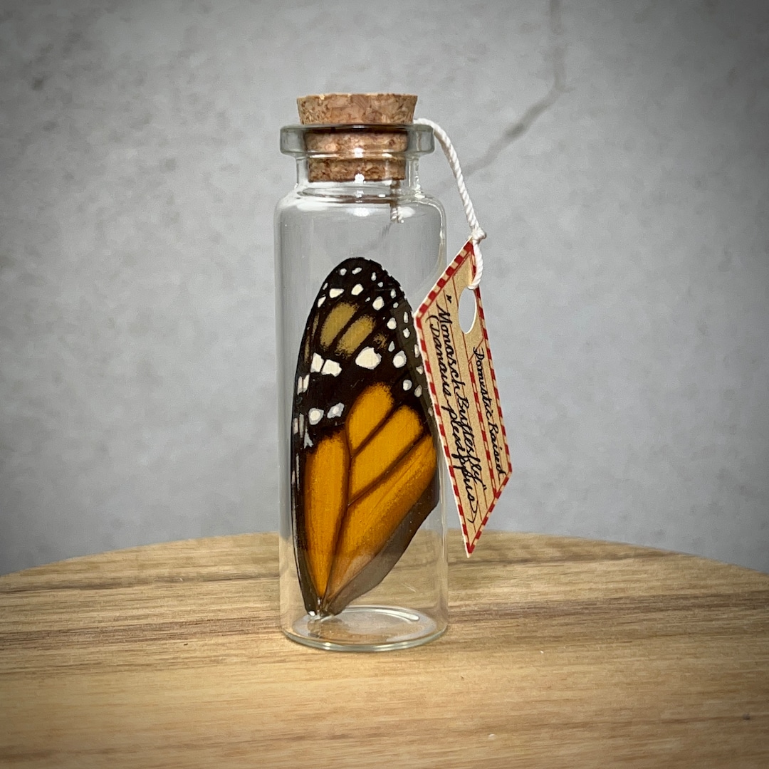 Monarch Butterfly Wings in Jar, Real Monarch Butterfly Gifts for Unique ...