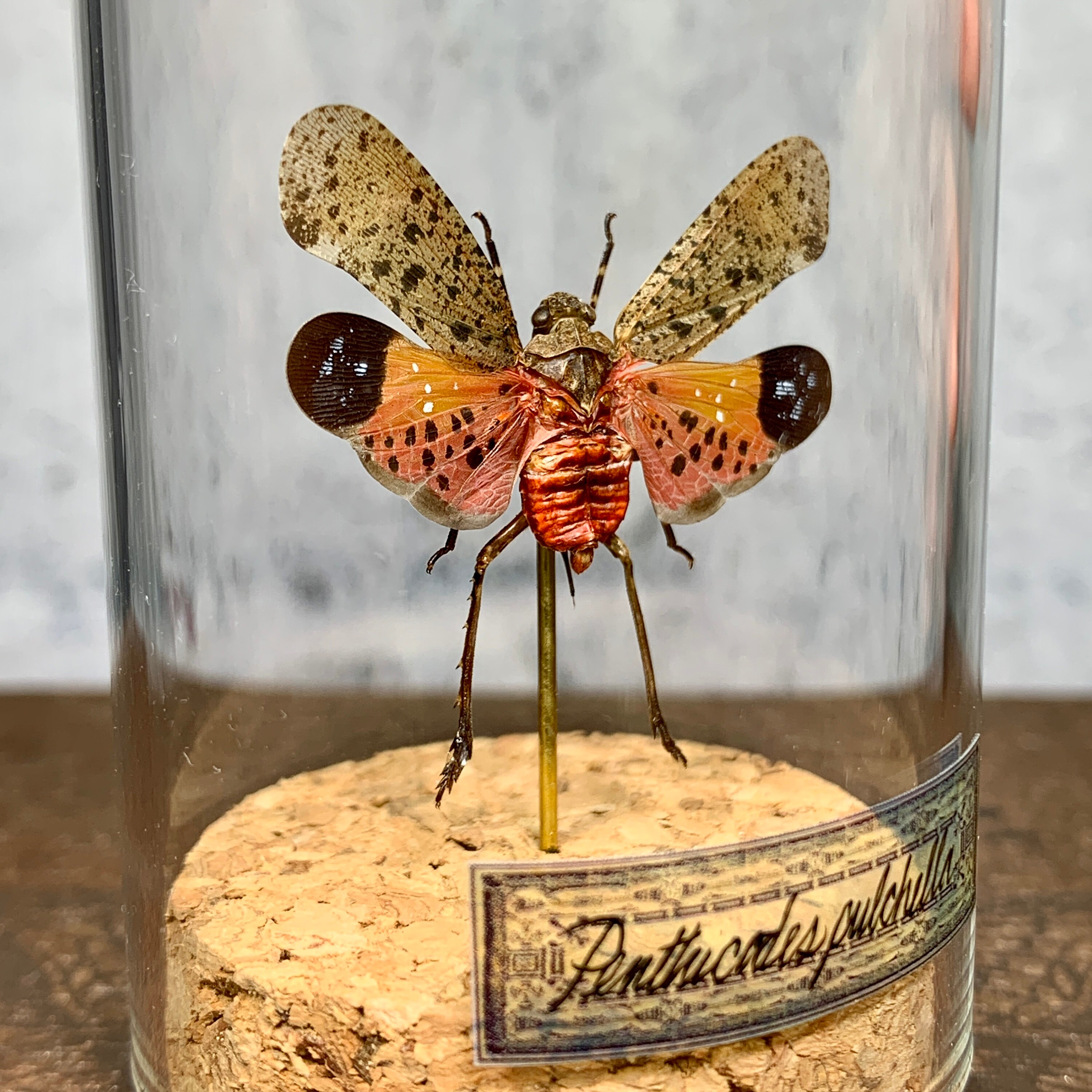 Real Leafhopper Bug Display Unique Insect Display Dome | Etsy
