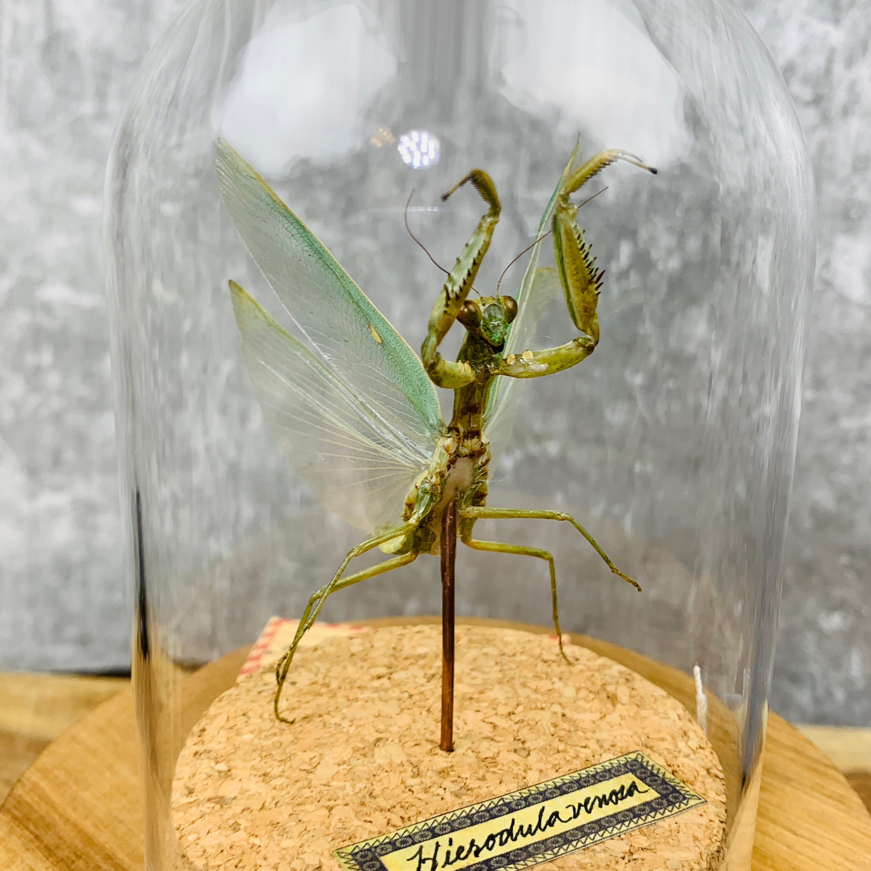 Praying Mantis in Glass Dome Display Real Insect Taxidermy - Etsy