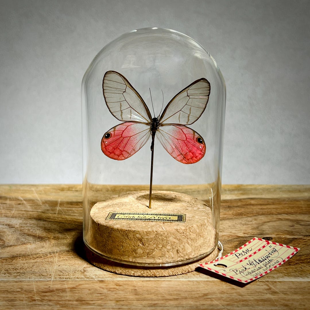 Pink Glasswing Butterfly Taxidermy, Glass Dome Display, Oddities ...