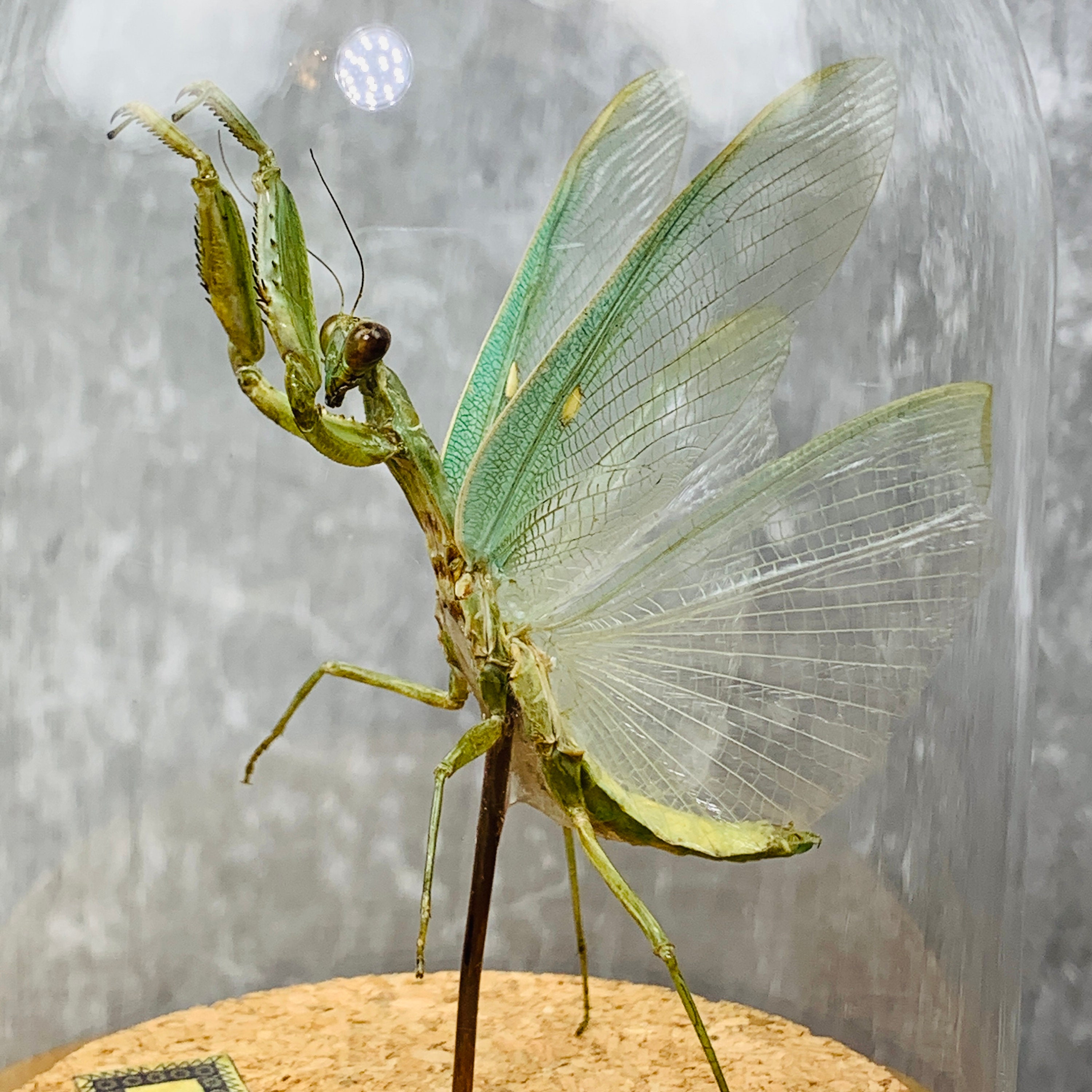 Praying Mantis in Glass Dome Display Real Insect Taxidermy - Etsy