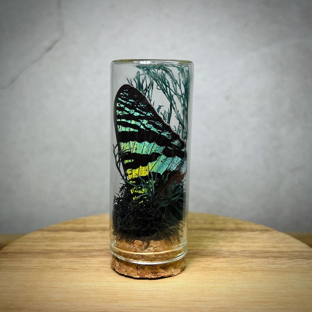 Real Moth Wing Terrarium: Macabre Fairy Grunge Home Decor - Etsy