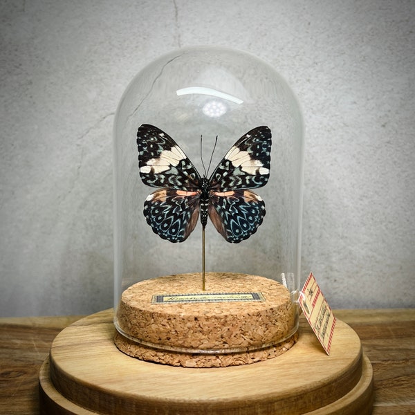 Glass Dome Display - Etsy