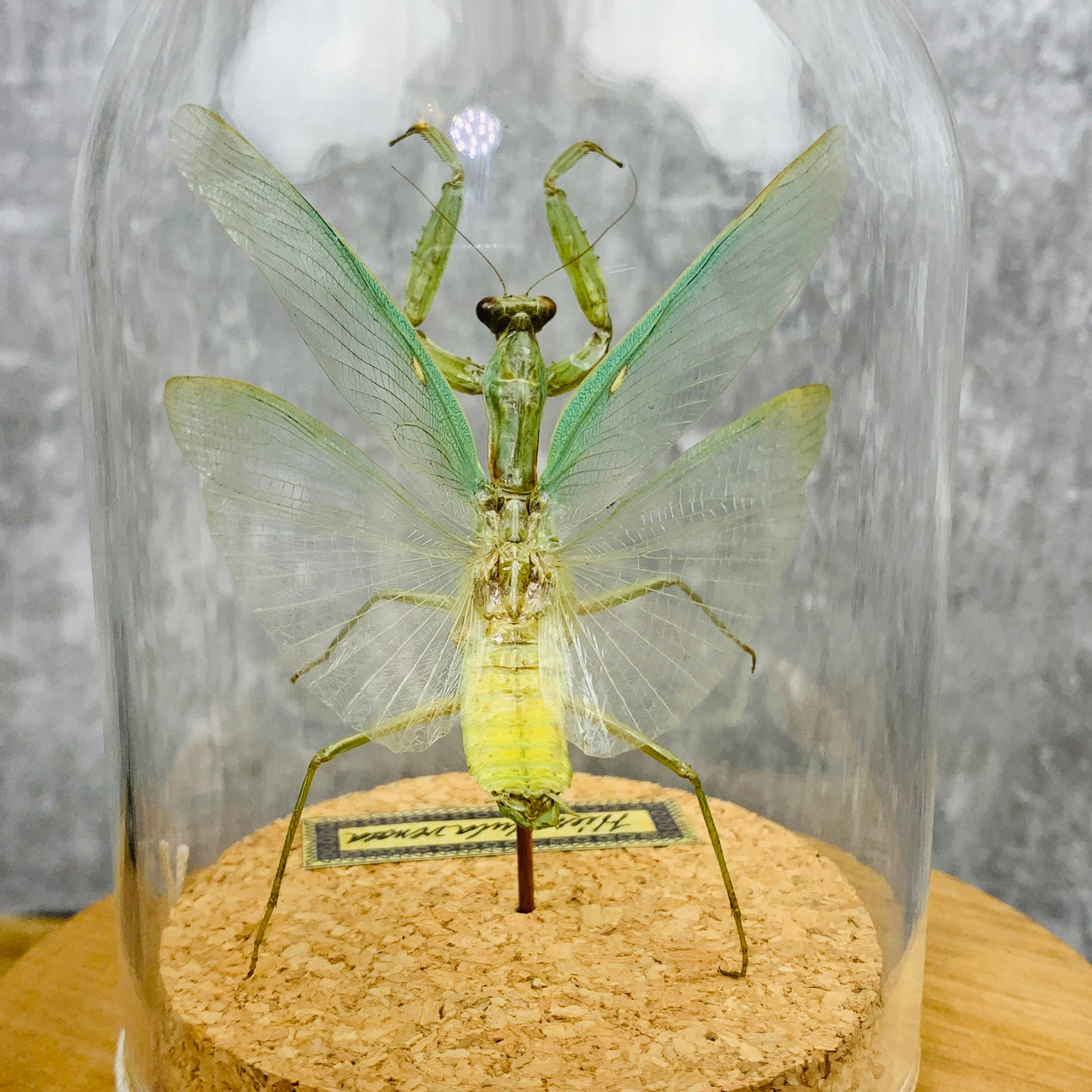 Praying Mantis in Glass Dome Display Real Insect Taxidermy - Etsy