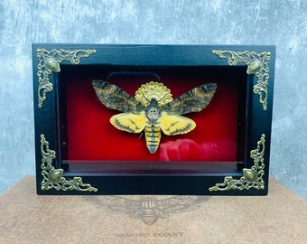 Death Moth Shadow Box - Etsy
