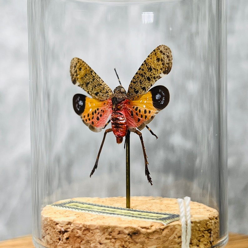 Real Leafhopper Bug Display Unique Insect Display Dome - Etsy