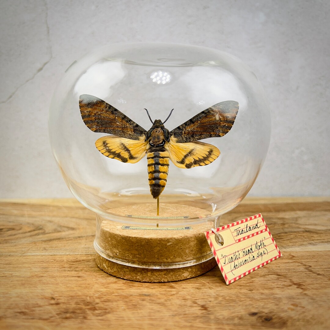 Death's Head Moth in Glass Dome, Oddities and Curiosities, Acherontia ...