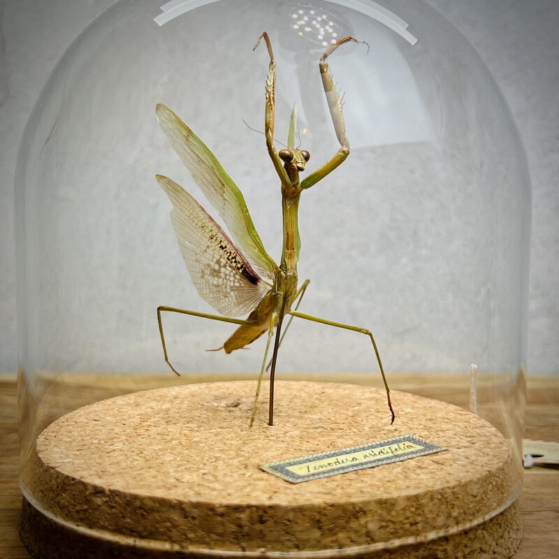 Praying Mantis - Etsy