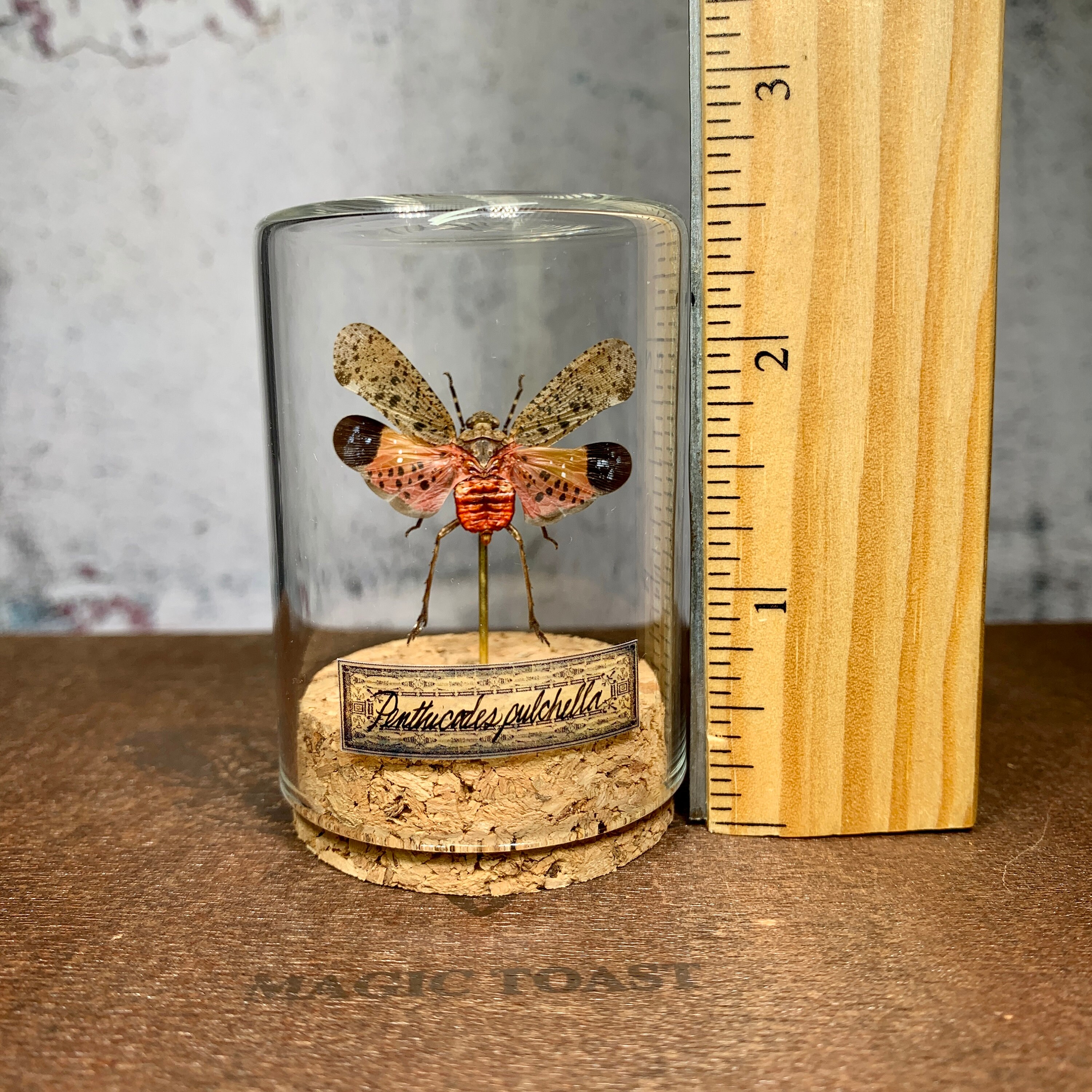Real Leafhopper Bug Display Unique Insect Display Dome | Etsy