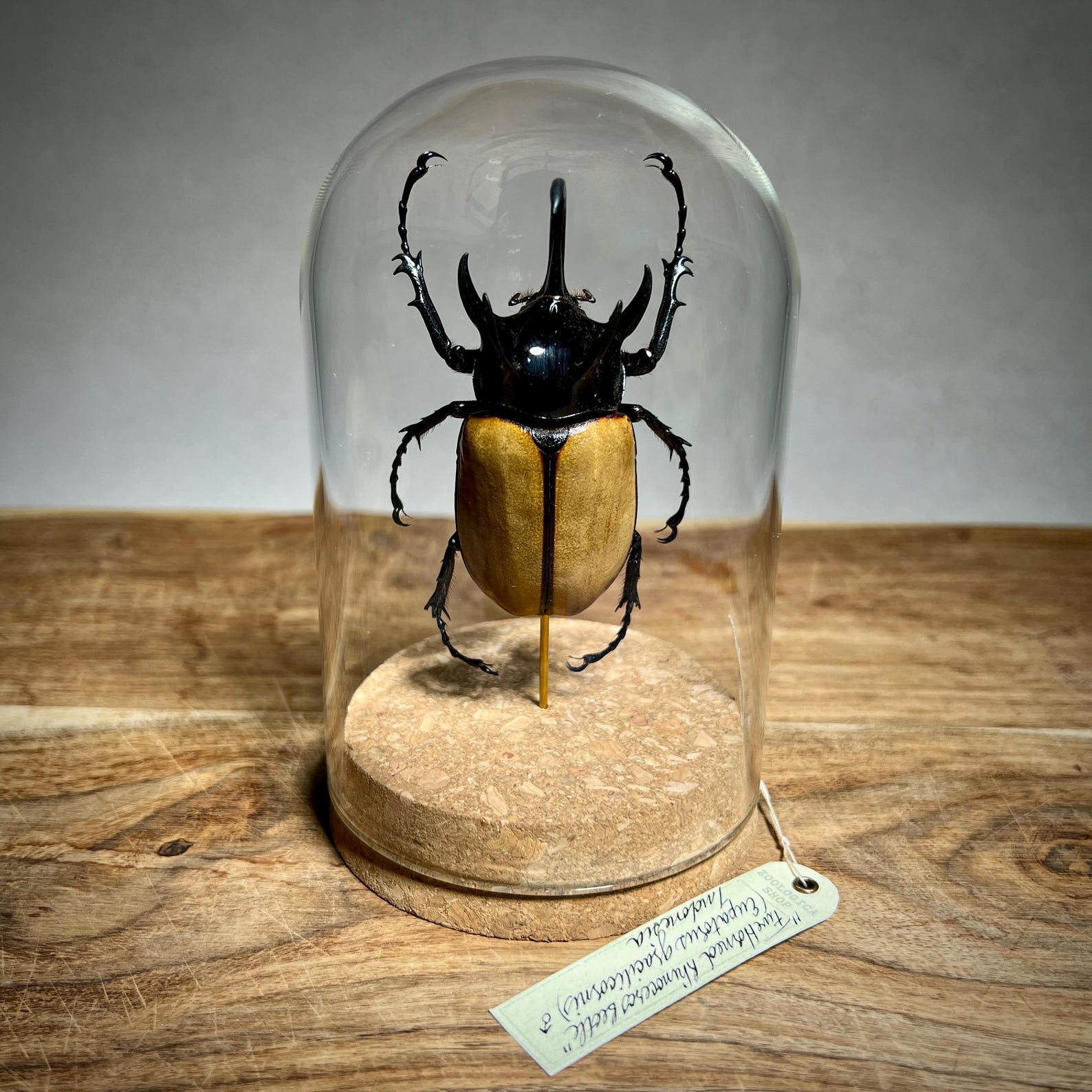 Taxidermy Rhinoceros Beetle Insect Dome, Taxidermied Preserved Bug ...