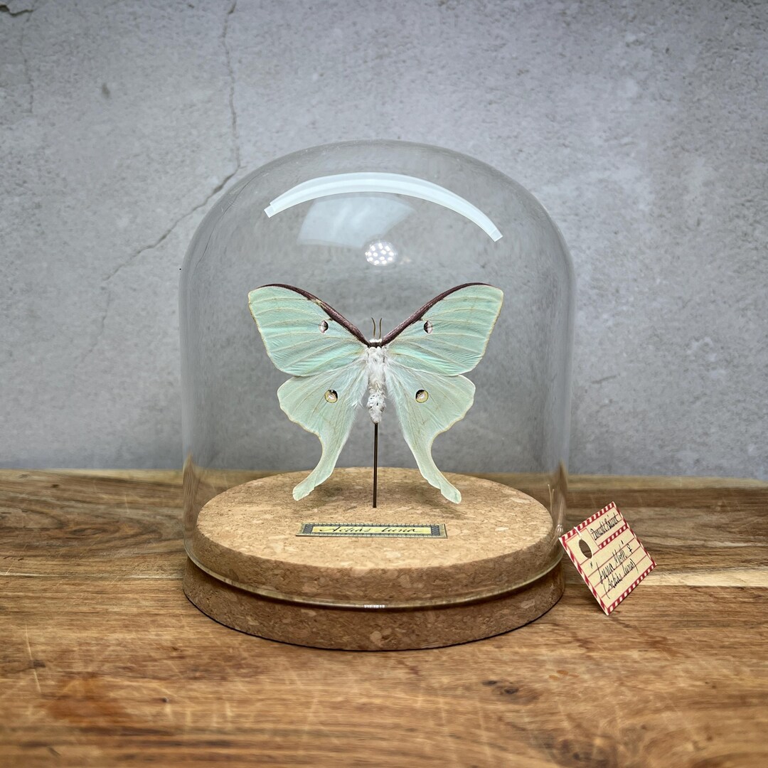 Luna Moth in Dome Display, Female Real Luna Moth Insect Taxidermy ...