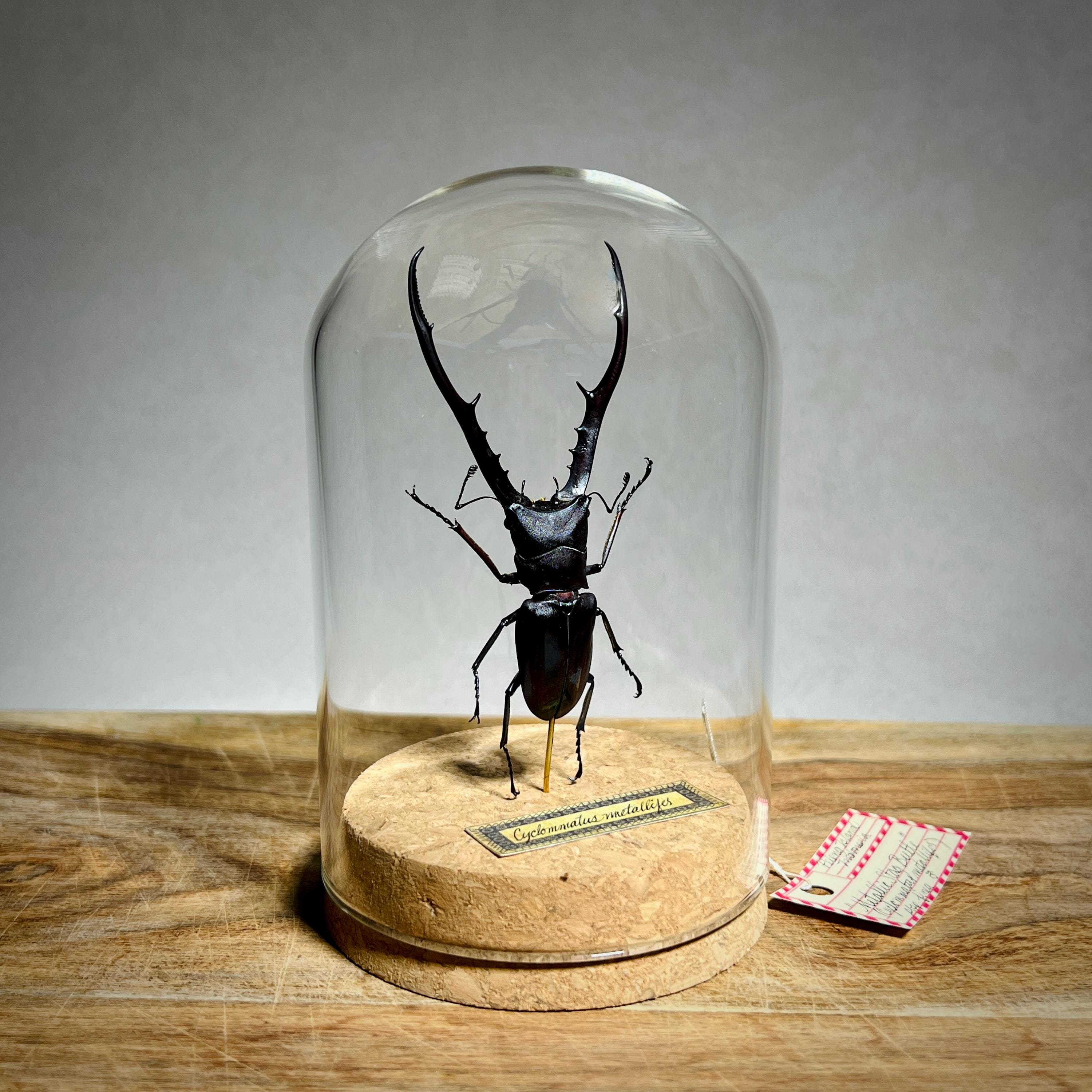 Beetle Insect Taxidermy Entomology Taxidermied Animal / Weird Stuff ...