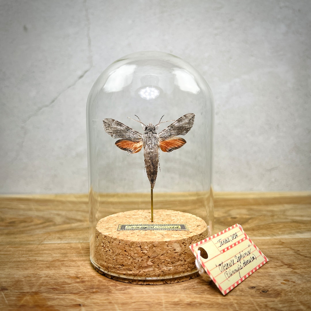 Pinned Moth Taxidermy Dark Cottagecore Bookshelf Decor Insect - Etsy