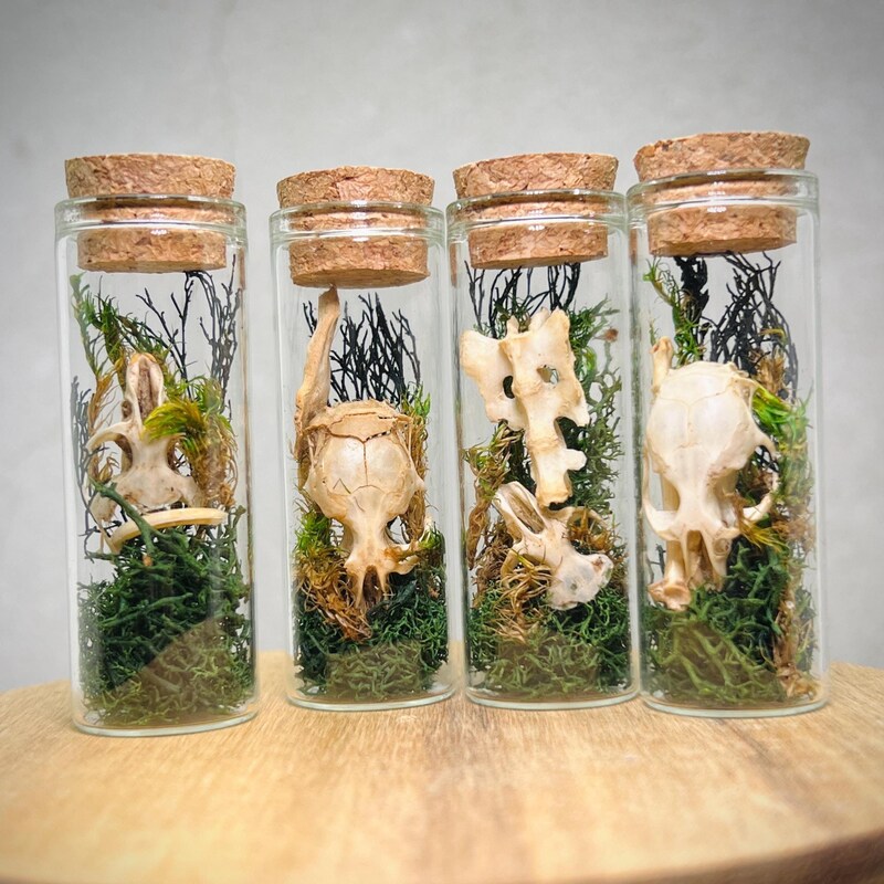 Oddities Small Business - Etsy