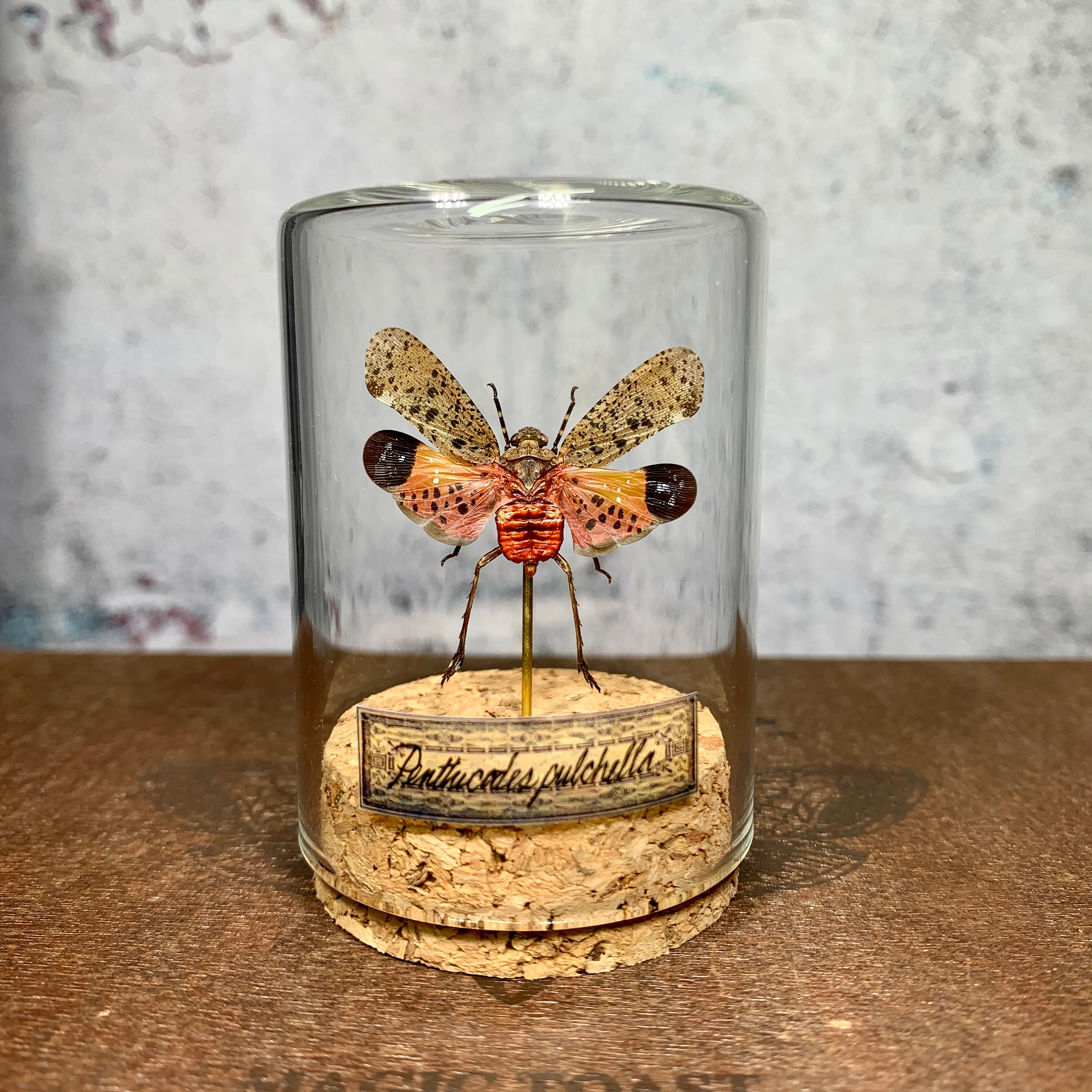 Real Leafhopper Bug Display Unique Insect Display Dome | Etsy