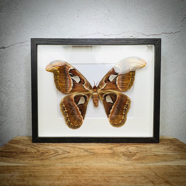 Moth Shadow Box - Etsy