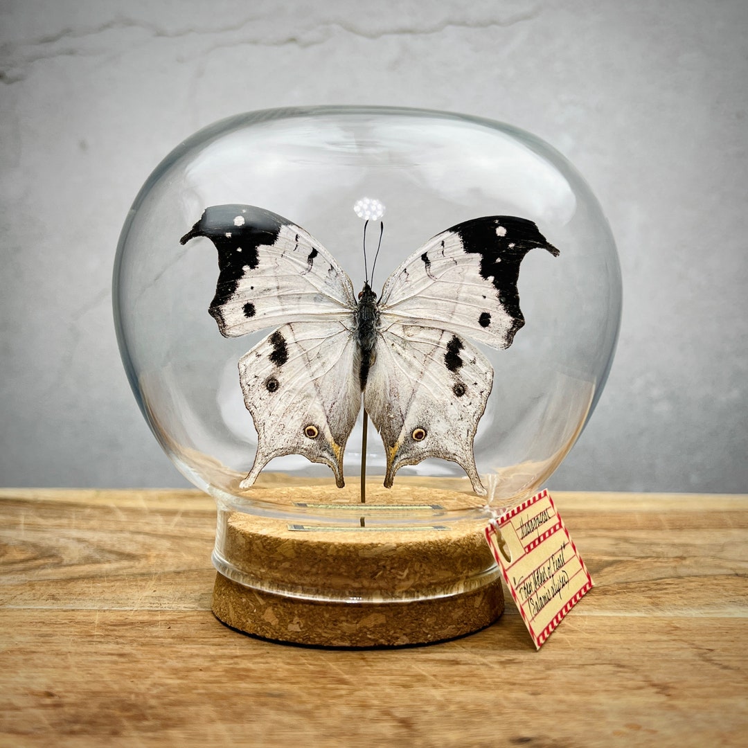 Real Butterfly Display Dome Mother of Pearl Butterfly Insect - Etsy
