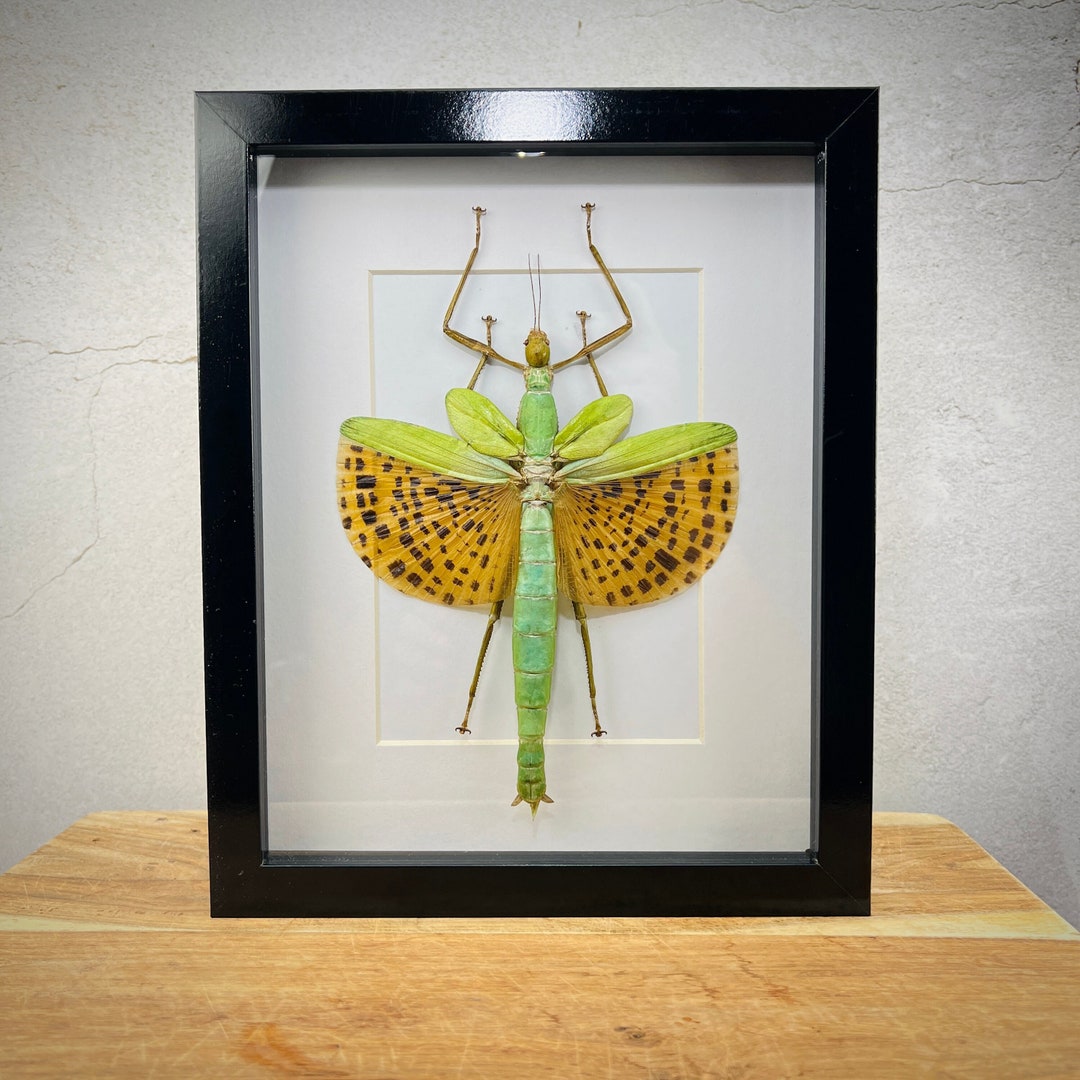 Real Framed Insect Specimen Shadow Box, Huge Stick Bug Wall Art Display ...