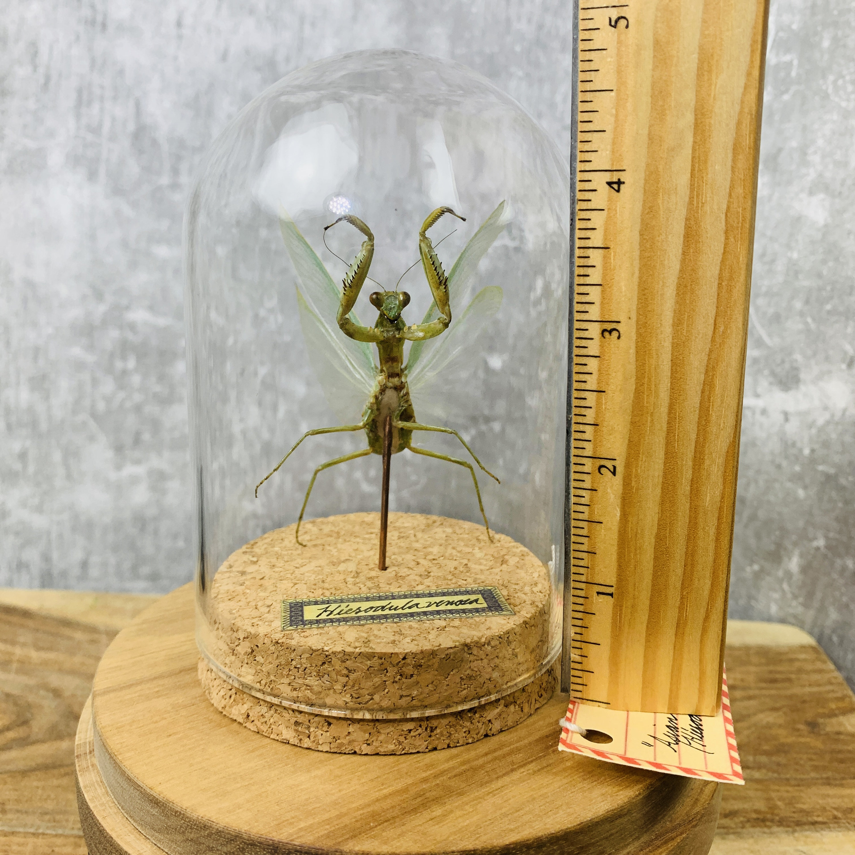 Praying Mantis in Glass Dome Display Real Insect Taxidermy - Etsy