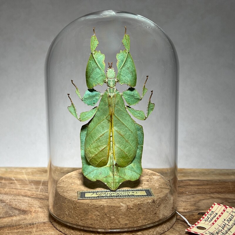 Glass Bug - Etsy