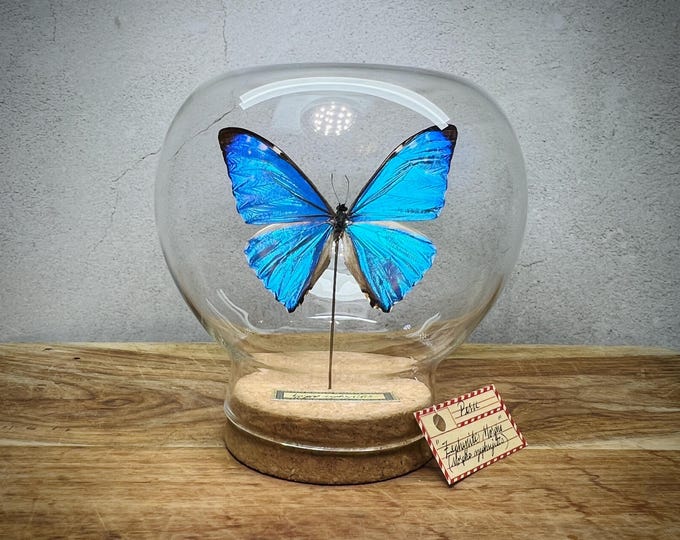 Blue Morpho Taxidermy Butterfly Dome, Real Taxidermied Butterfly in ...