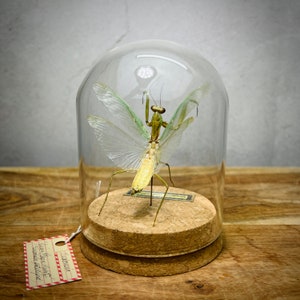 Praying Mantis in Glass Dome Display | Real Insect Taxidermy Specimen ...