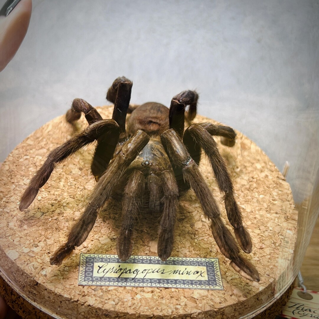 Real Thai Black Tarantula Taxidermy in Glass Dome | Curiosity Decor ...
