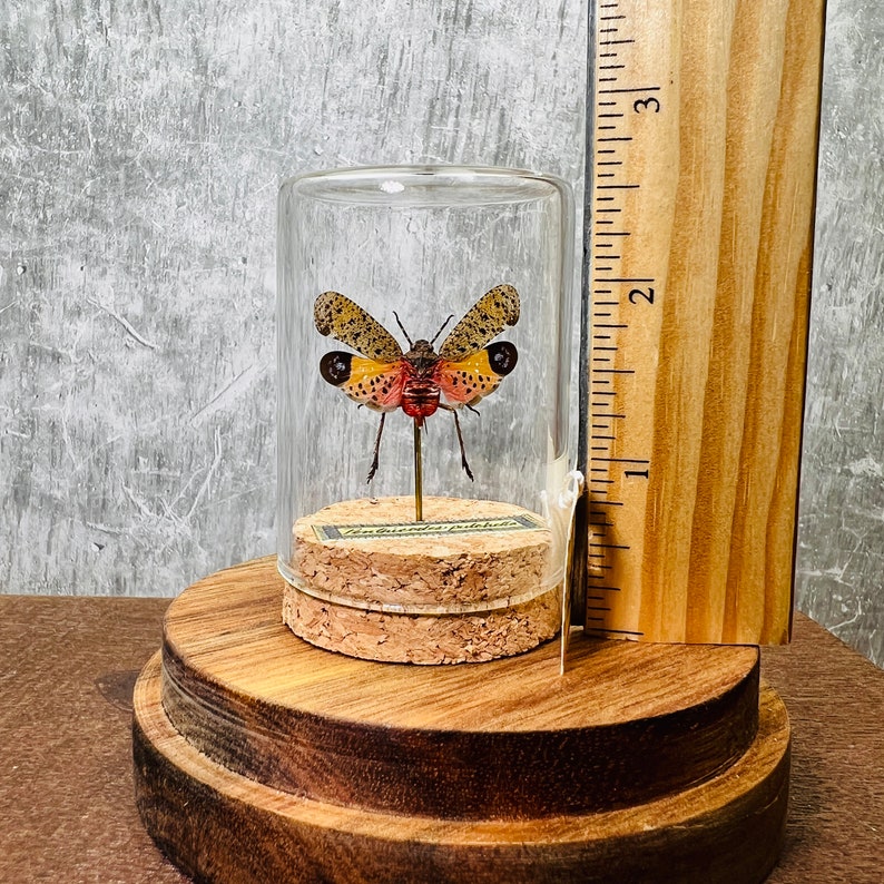 Real Leafhopper Bug Display Unique Insect Display Dome - Etsy