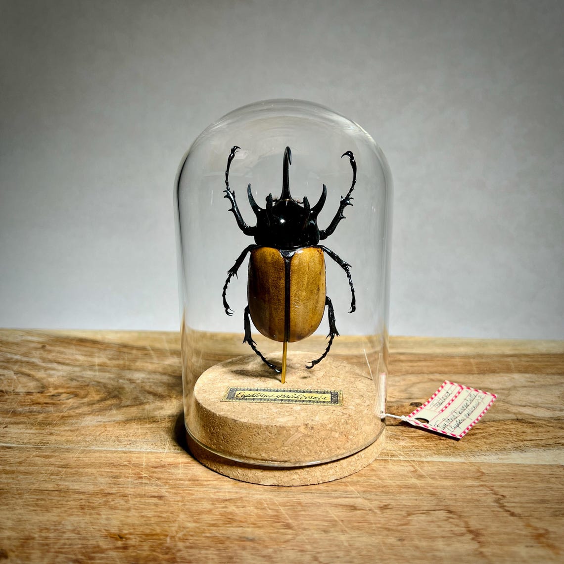 Taxidermy Rhinoceros Beetle Insect Dome, Taxidermied Preserved Bug ...